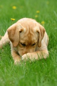 Labrador Dog Breed Profile - Dream Dogs