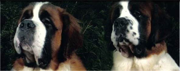 St Bernard Breed Profile - Dream Dogs