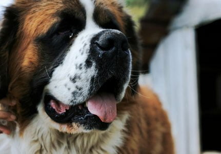 St Bernard Breed Profile - Dream Dogs