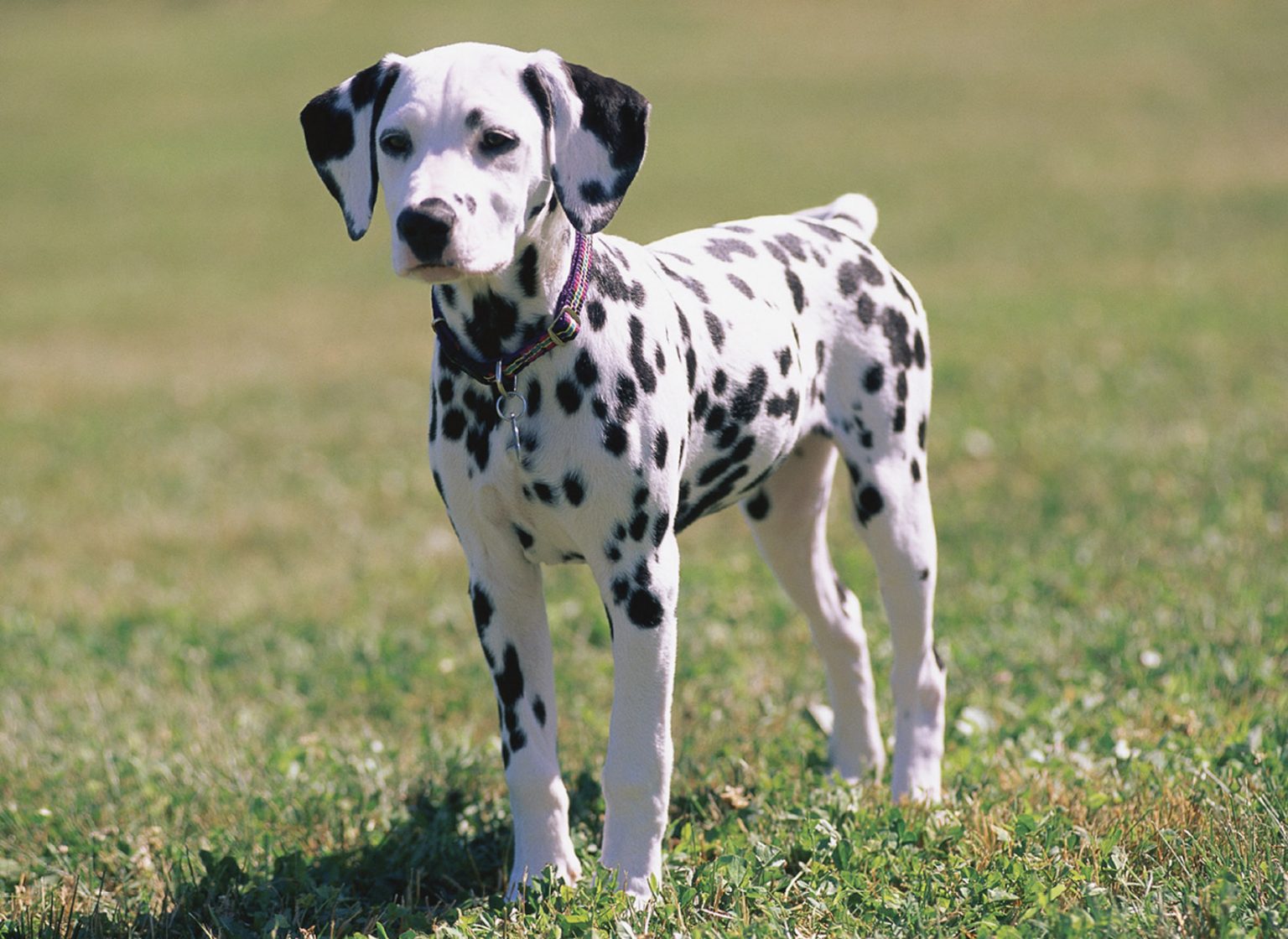 Dalmatian Breed Profile - Dream Dogs