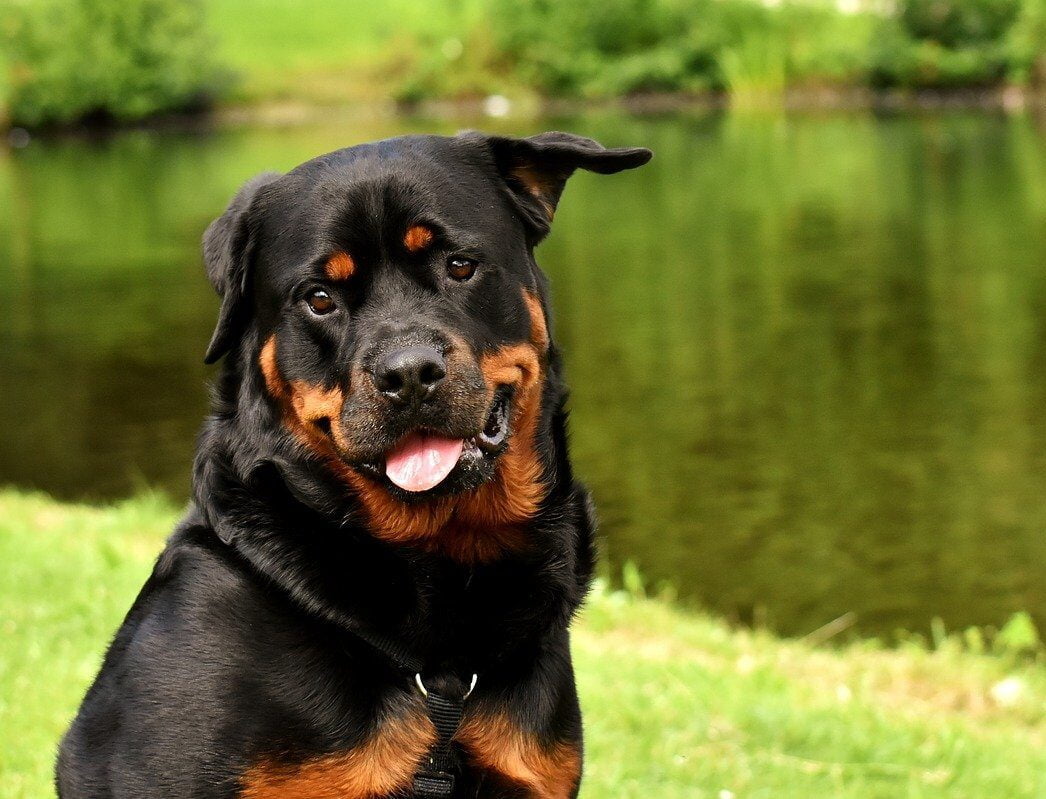 Rottweiler Breed Profile - Dream Dogs