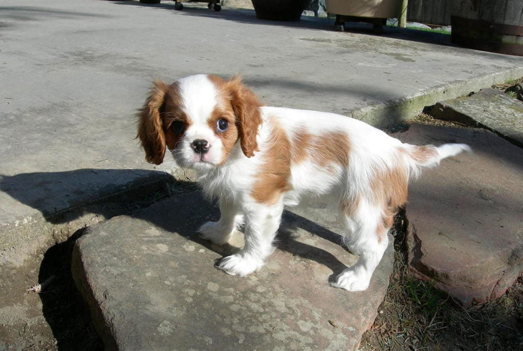 Cavalier King Charles Spaniel Breed Profile - Dream Dogs