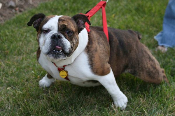 British Bulldog Breed Profile - Dream Dogs