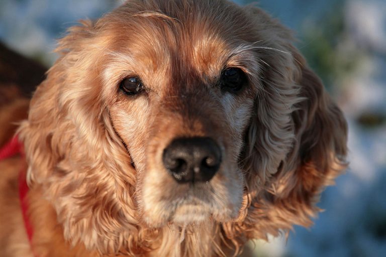 Cocker Spaniel Stud Dogs - Dream Dogs