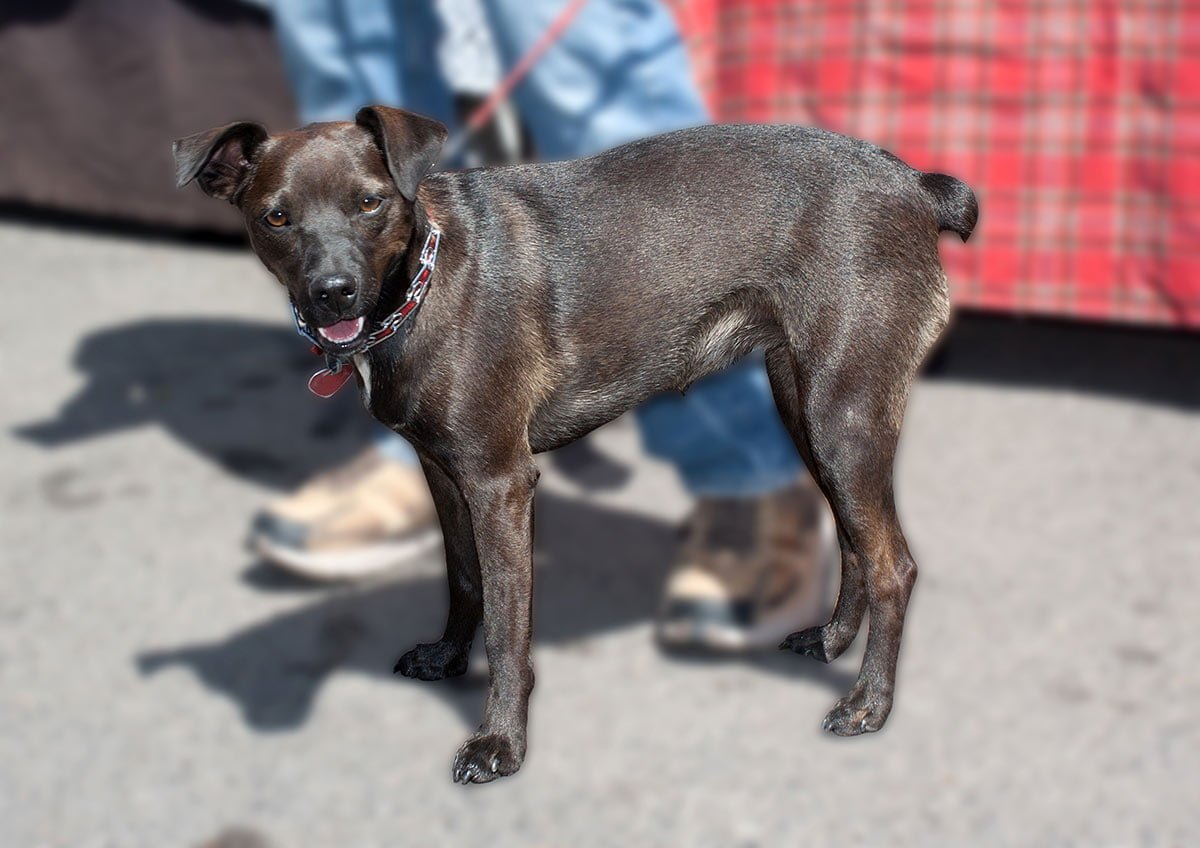 Patterdale Terrier Breed Profile - Dream Dogs