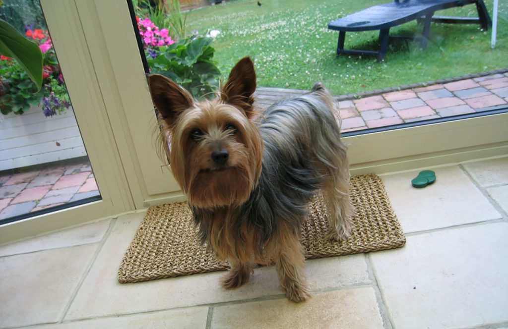Yorkshire Terrier Breed Profile - Dream Dogs