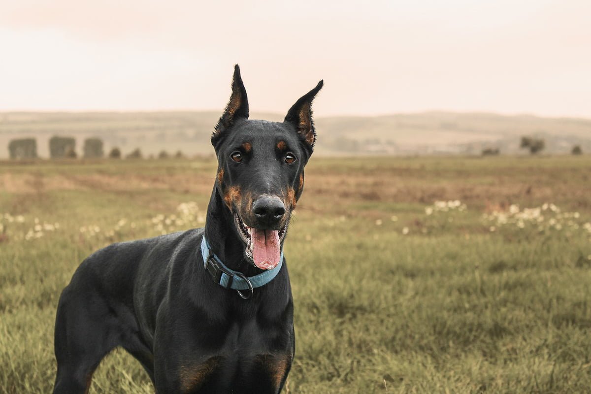 Doberman Breed Profile - Dream Dogs