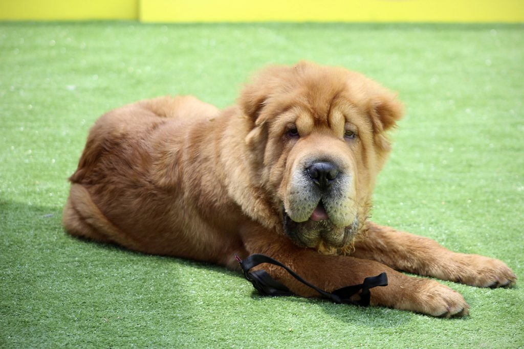 Shar Pei Breed Profile - Dream Dogs