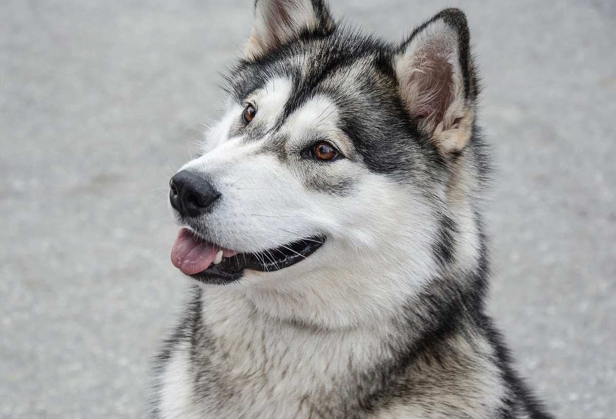 Alaskan Malamute Breed Profile - Dream Dogs
