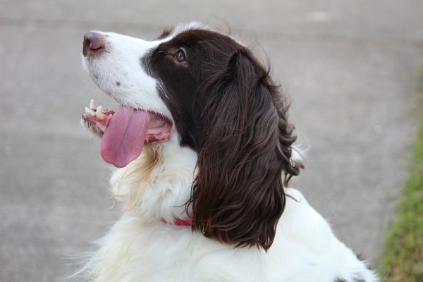 Springer Spaniel Breed Profile - Dream Dogs