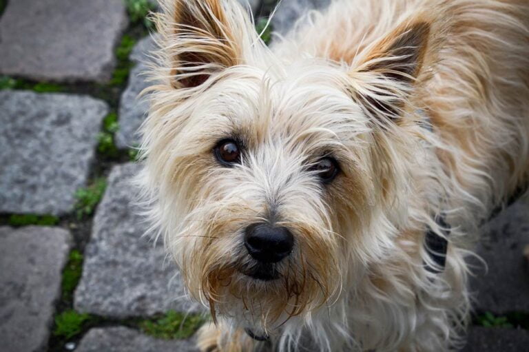 Cairn Terrier Breed Profile - Dream Dogs