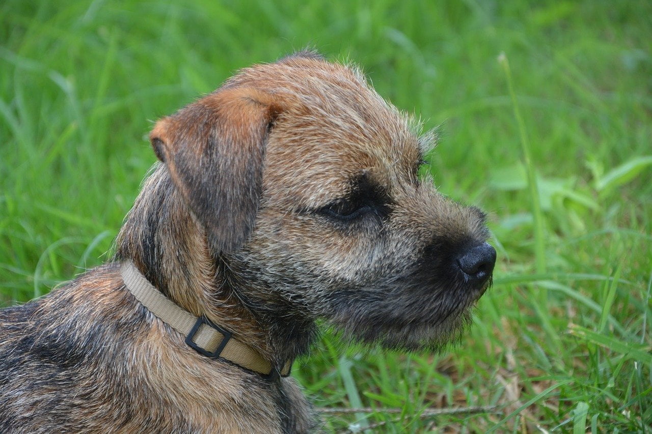 Border Terrier Breed Profile - Dream Dogs