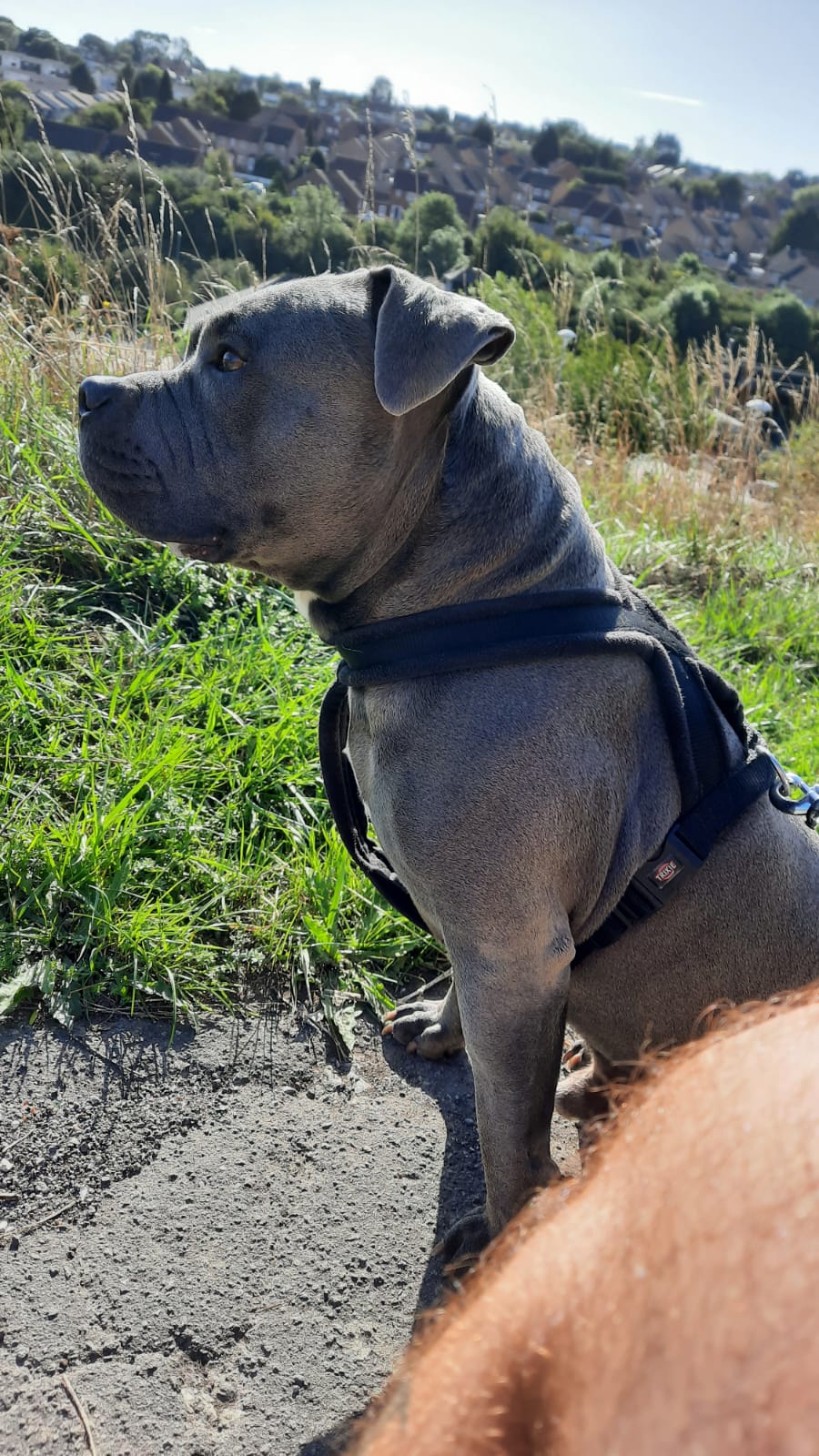 Murphy | - Dream Dogs